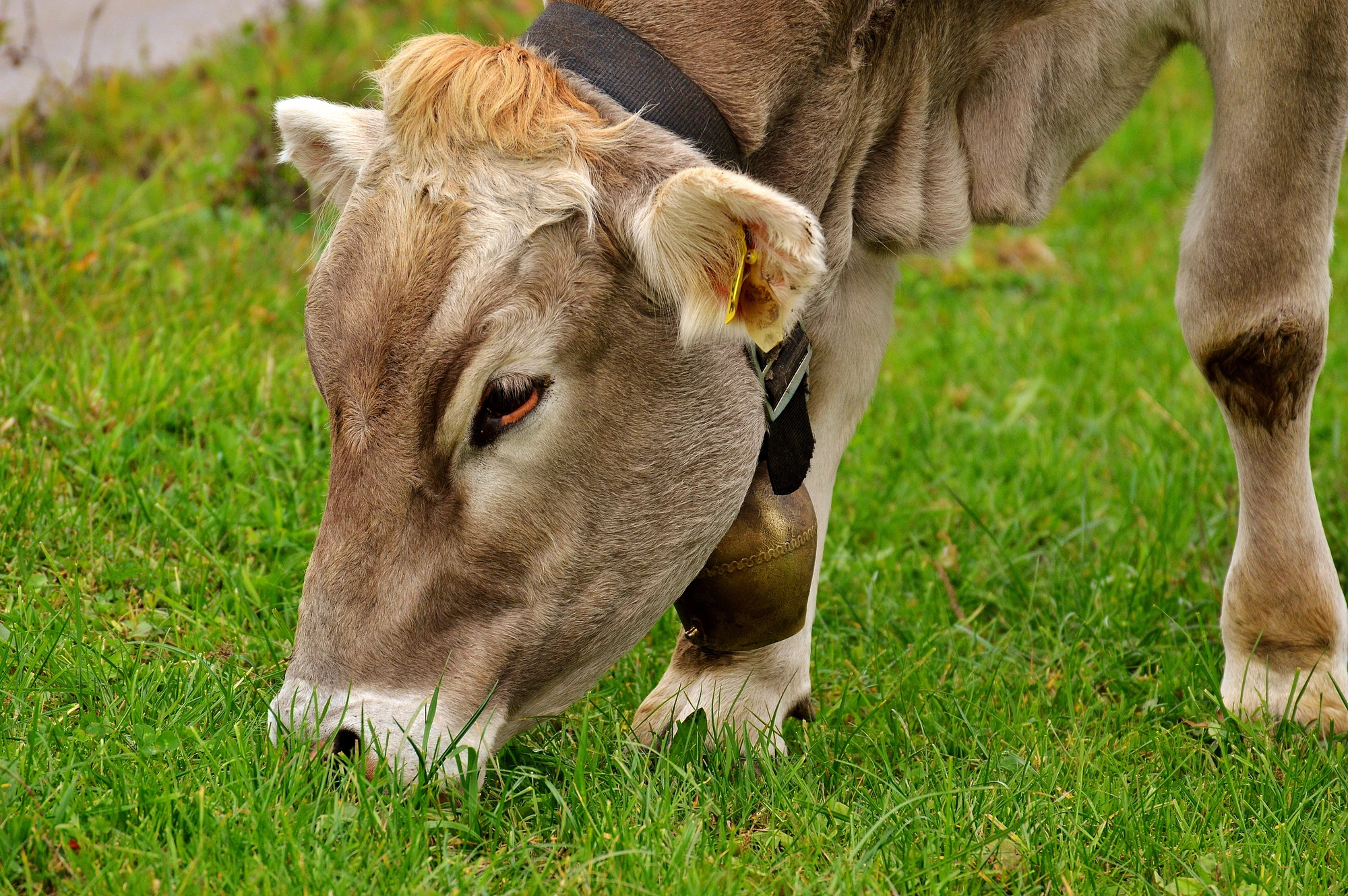 St. John's farm offers cow cuddling as a relaxing therapy - Polite Canada