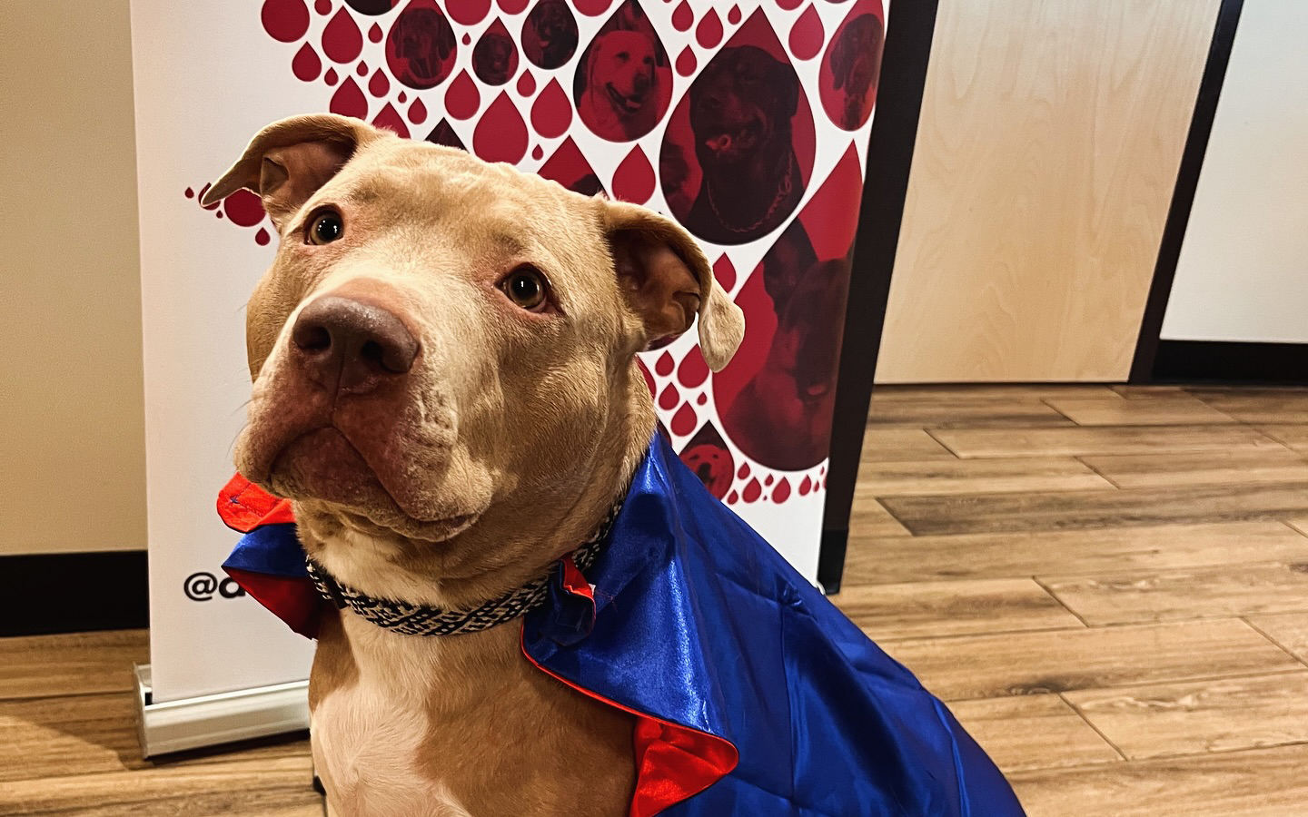 Halifax Donation Centre Seeks Furry Friends to Donate Blood - Polite Canada