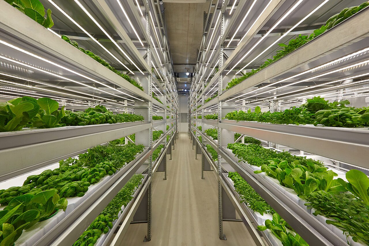 Smart Vertical Farming is Helping Manitobans Access Fresh Food - Polite ...