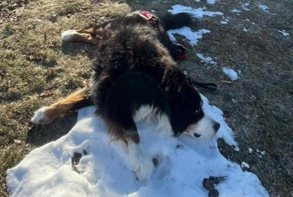 Kingston Community Helps Make Dog’s Last Day Special - Polite Canada